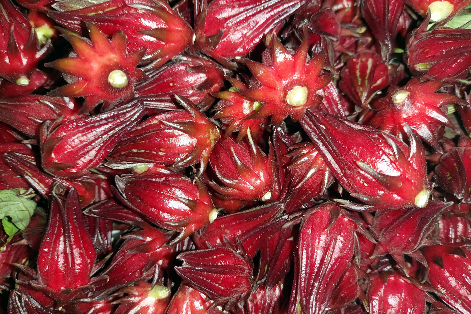 Home - Whitsunday Rosella Tea